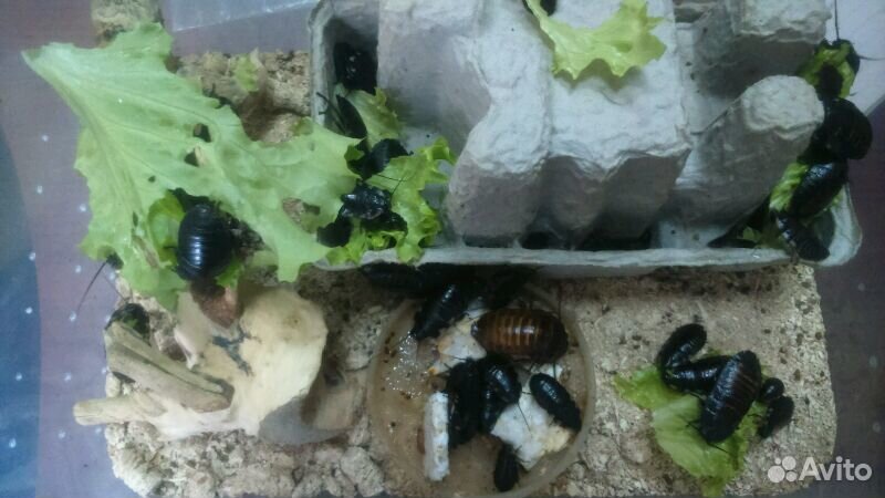 Экзотические тараканы