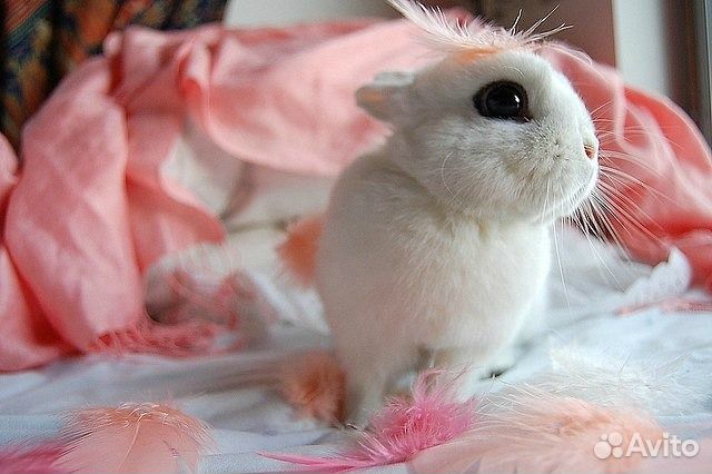 Карликовый гермилин хатот