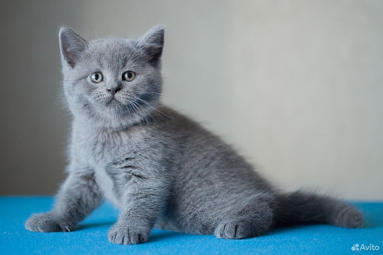 Теон британский котик от породистых родителей