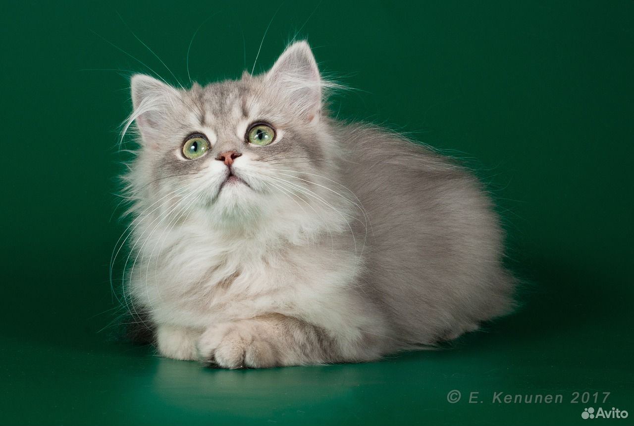 Зеленоглазая красотка - голубое золото