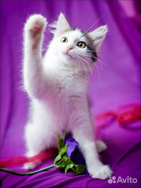 Котёночка в дар
