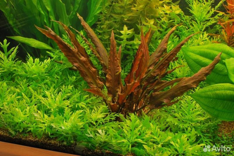 Криптокарины Вендта Тропика,Зеленая,Родственная