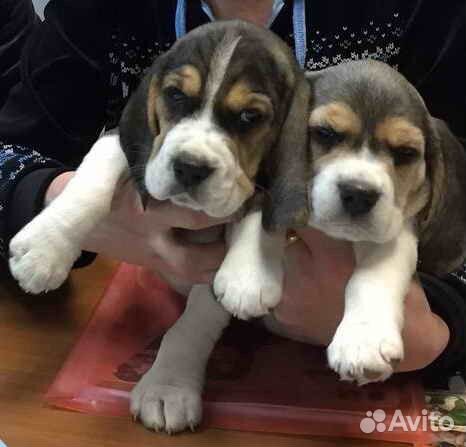 Маленькая красавица Бигль-Изабэль