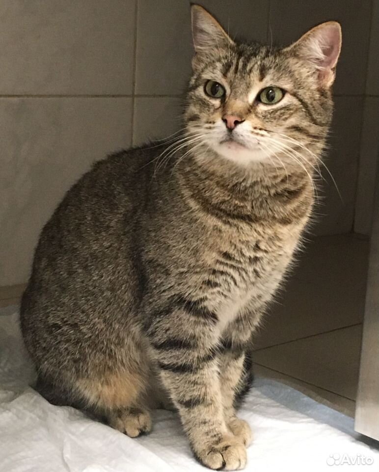 Милка ищет дом