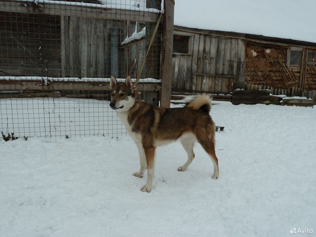 Лайка западносибирская Гая
