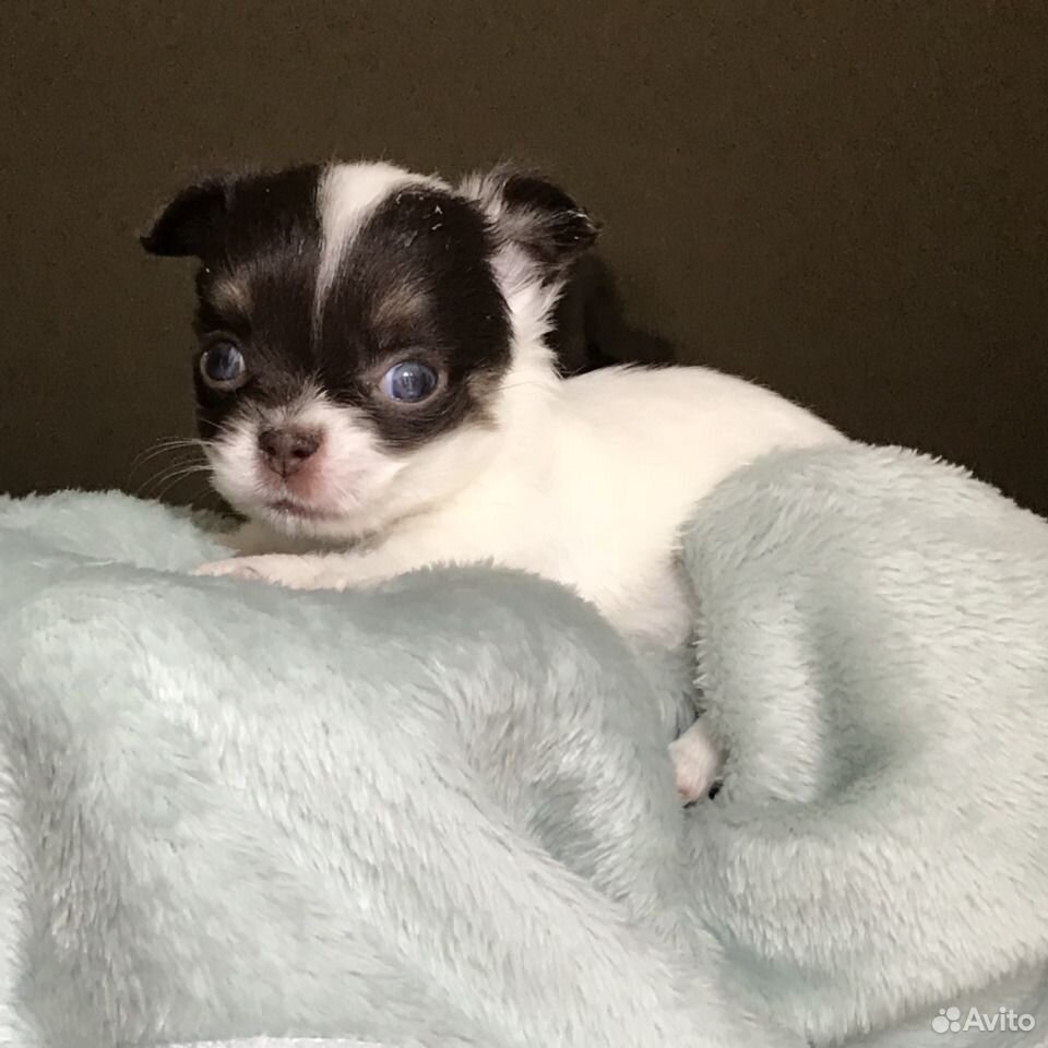 Малыш чихуахуа