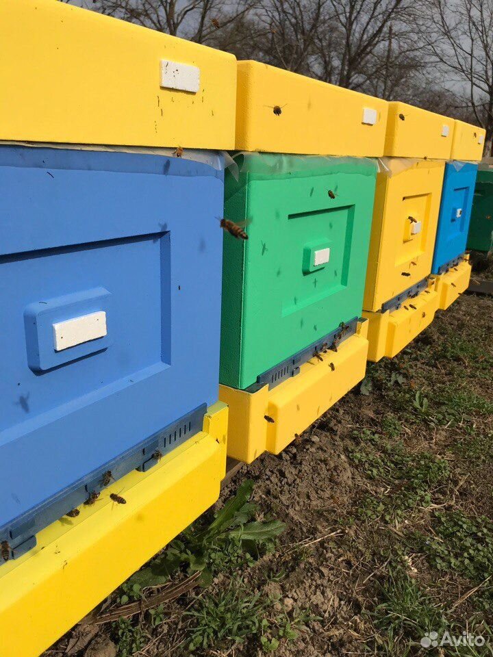 Пчеломатки Кордован,Лигустика