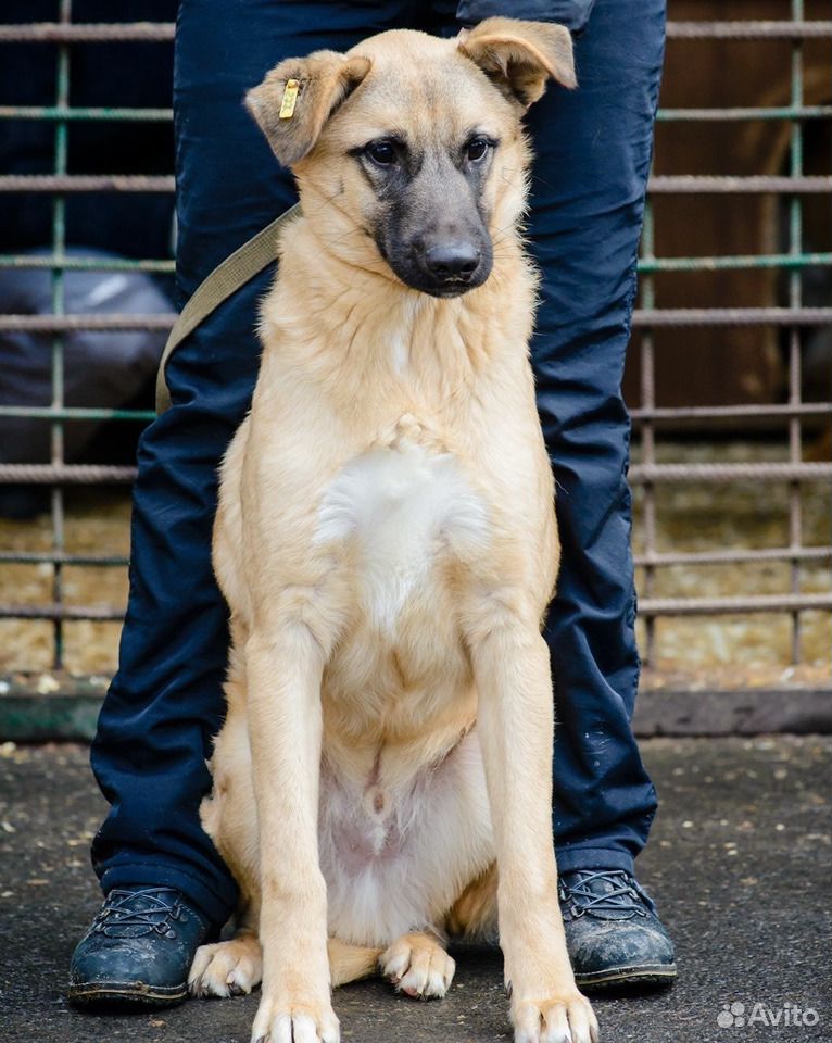 Арчи из Центра Безнадзорных Животных