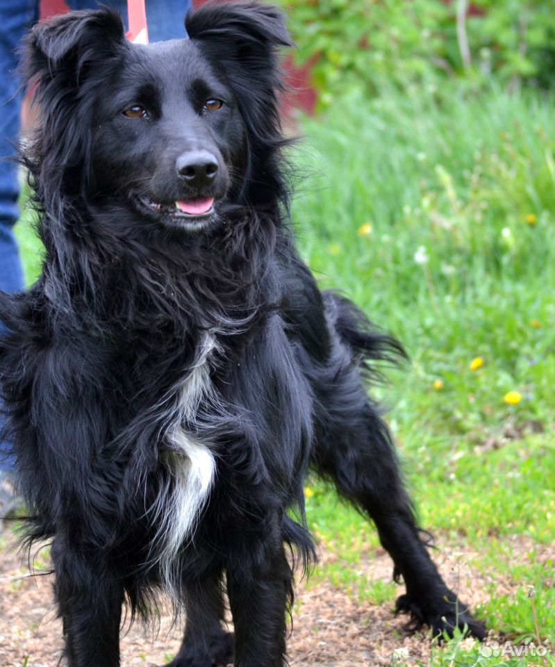 Ищет дом молодая собака Зоя