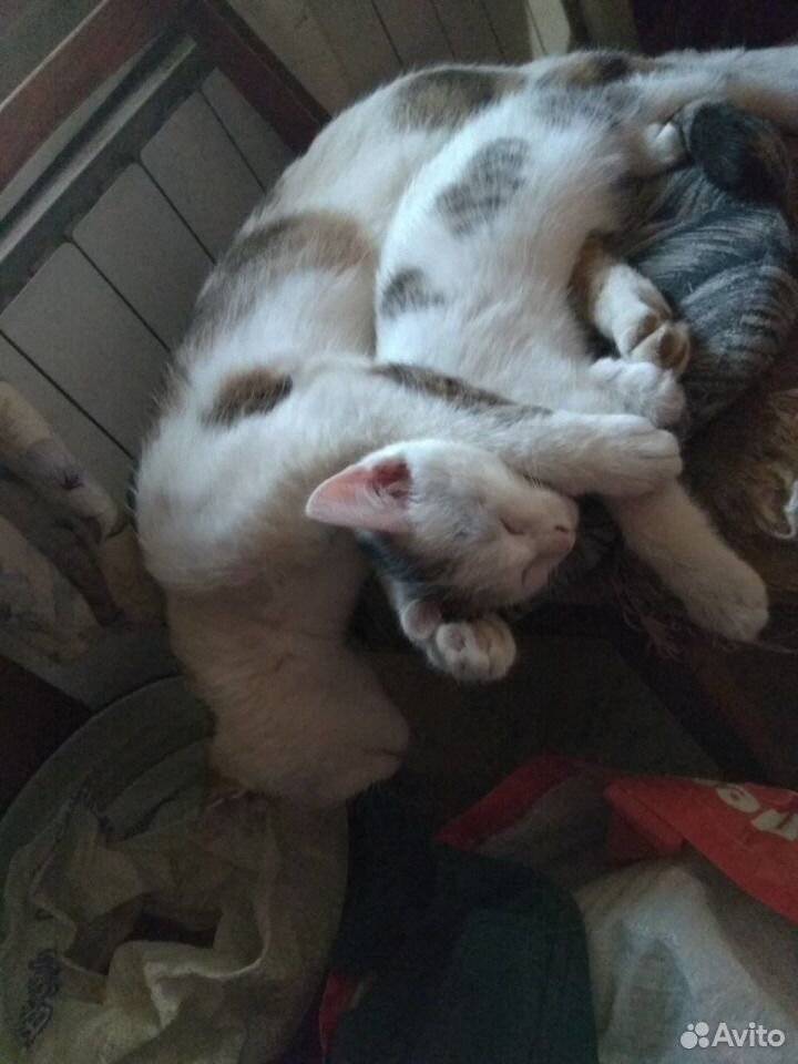 Отдаються котята в хорошие руки