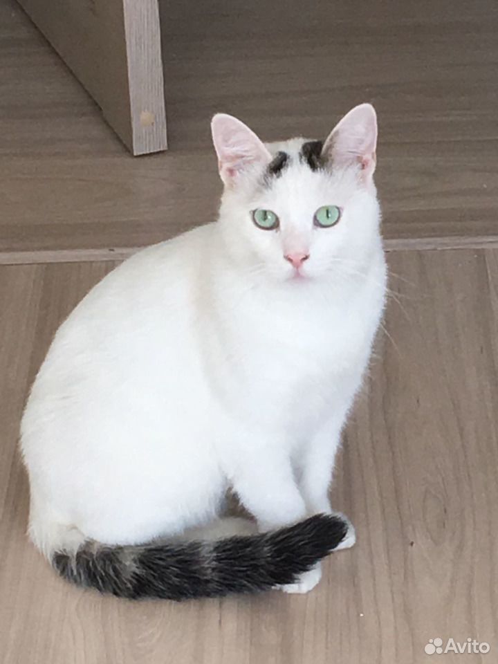 Приютите молодого кота