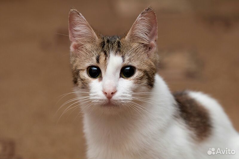 Европейская