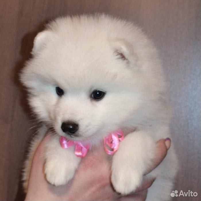 Продаются белоснежные щенки японского шпица