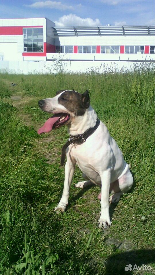 Метис питбуля в опытные руки