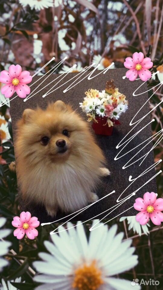 Шпиц для вязки