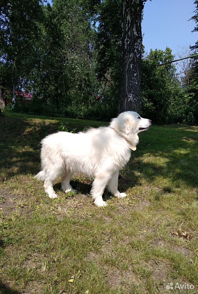 Щенки для охраны