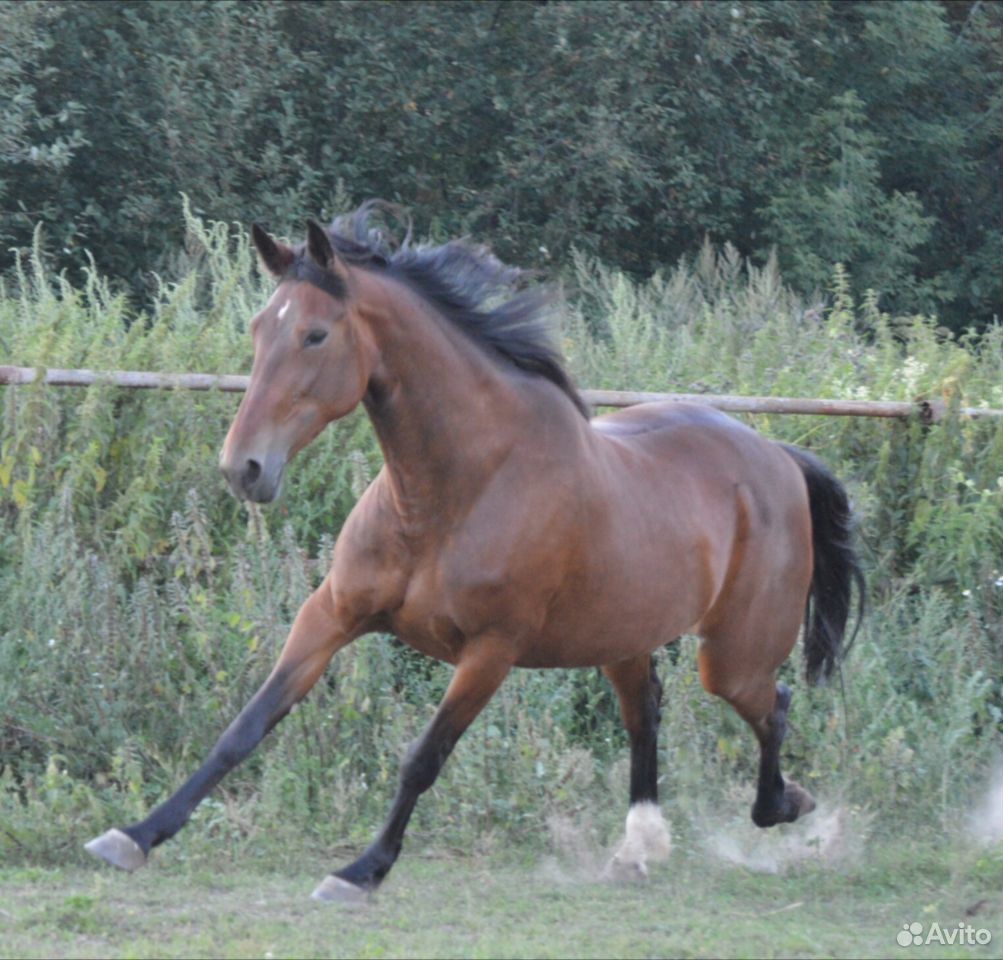 Рысистая кобыла 2011 г.р