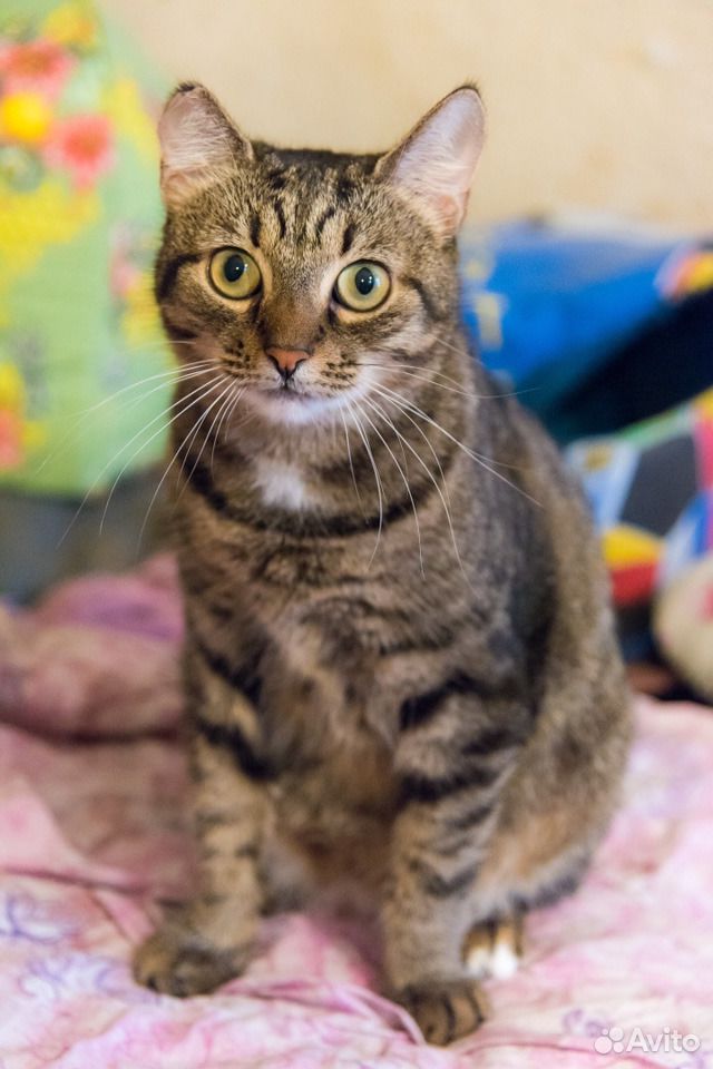 Грушенька, ласковая молодая кошка