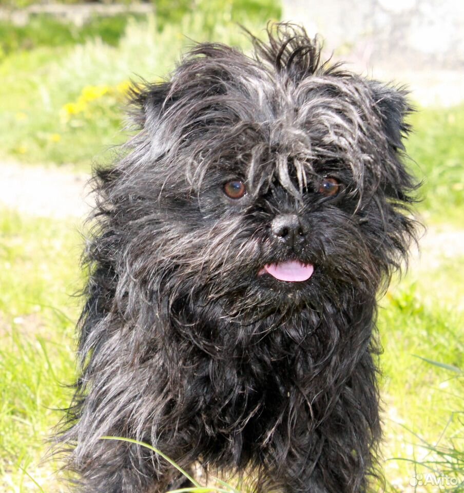 Аффенпинчер, кобель на совладение