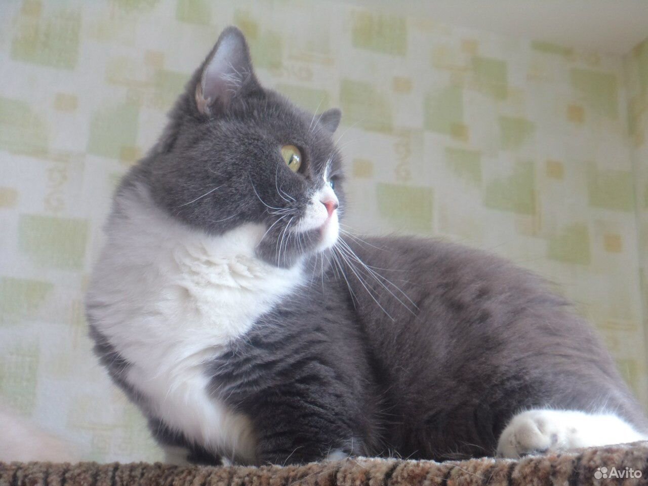 Окрас -голубой би-колор под кастрацию