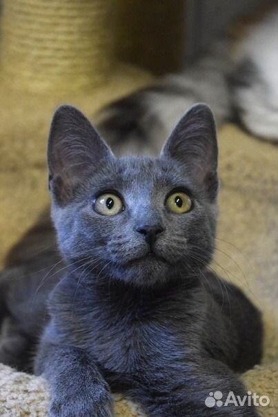 Ищет дом котенок девочка Нора