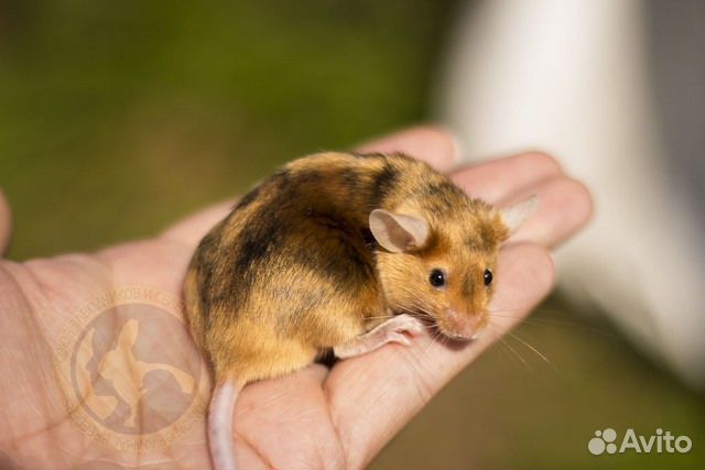 Полосатые декоративные мыши сатины, тигровый