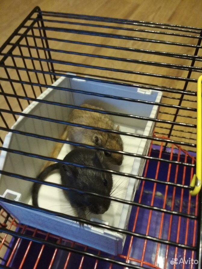 Мышки песчанки