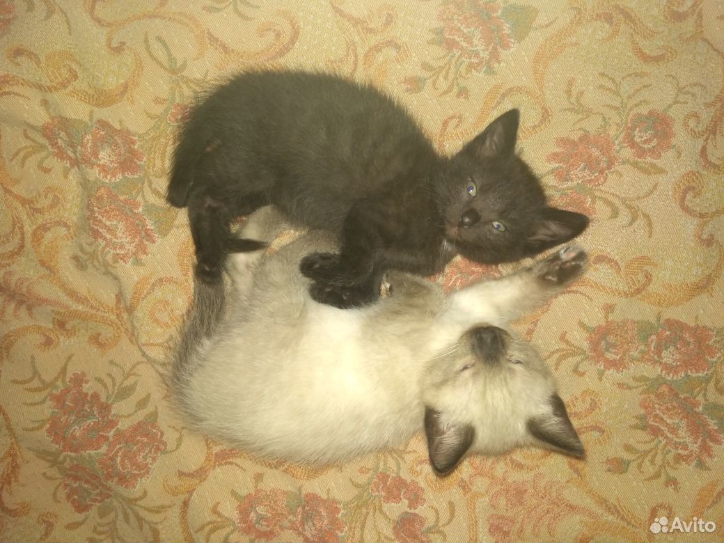Котята 1.5 месяца от домашней кошки