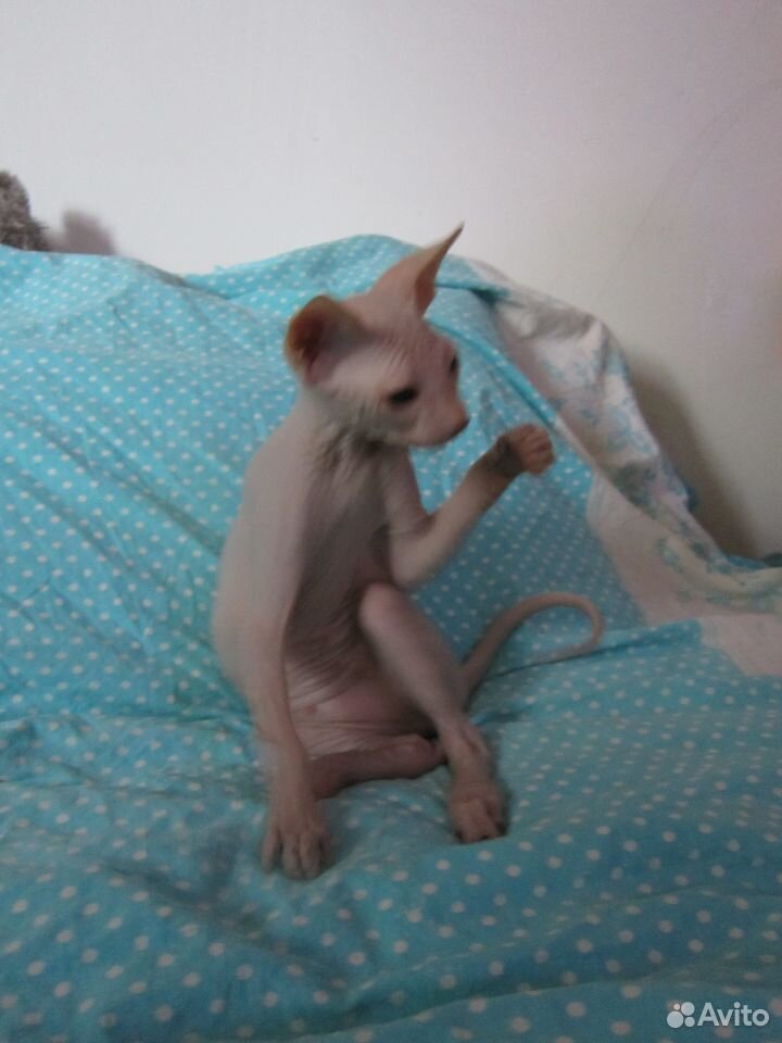 Котик ищет подругу)