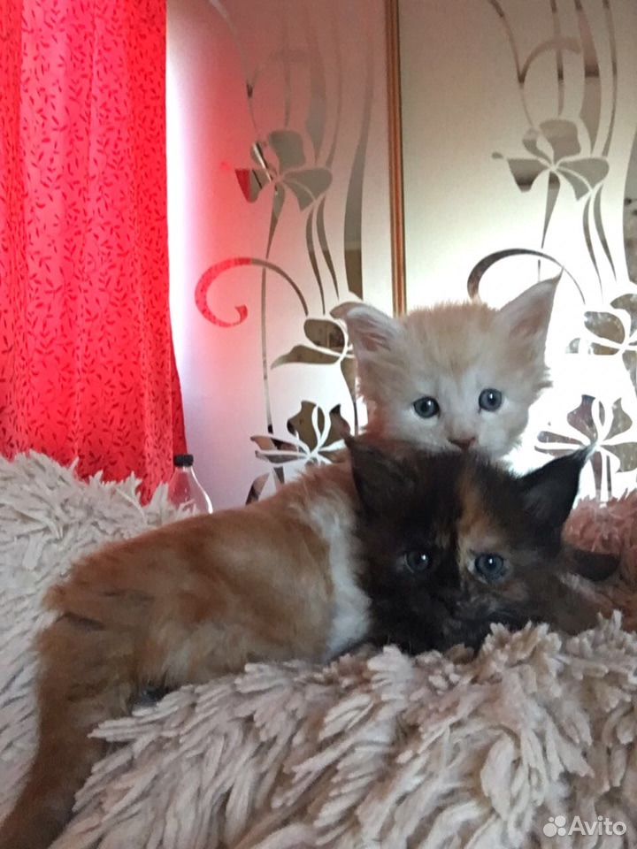 Котята мейн кун