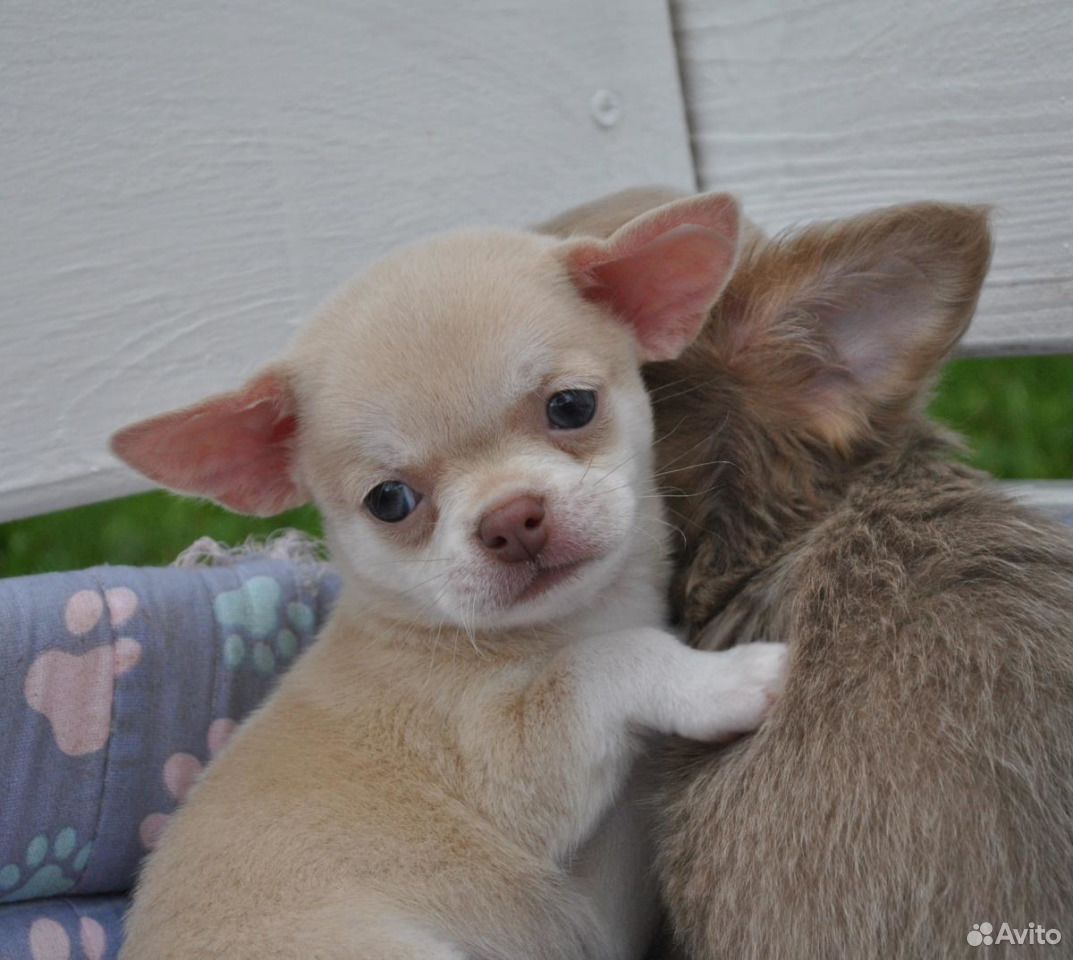 Мальчик с лиловым носиком по кличке Ювелир