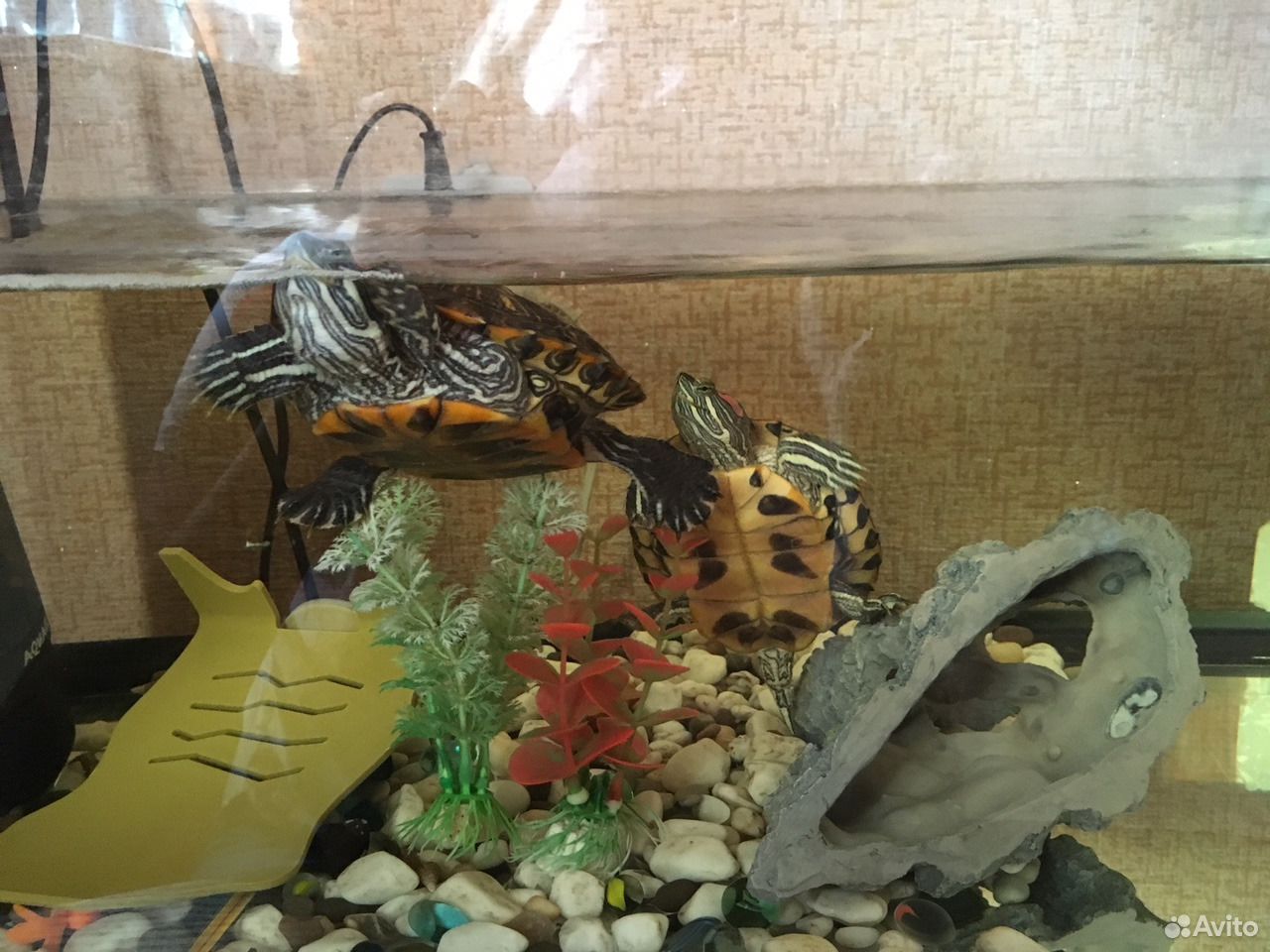 Отдам в добрые руки, две черепахи