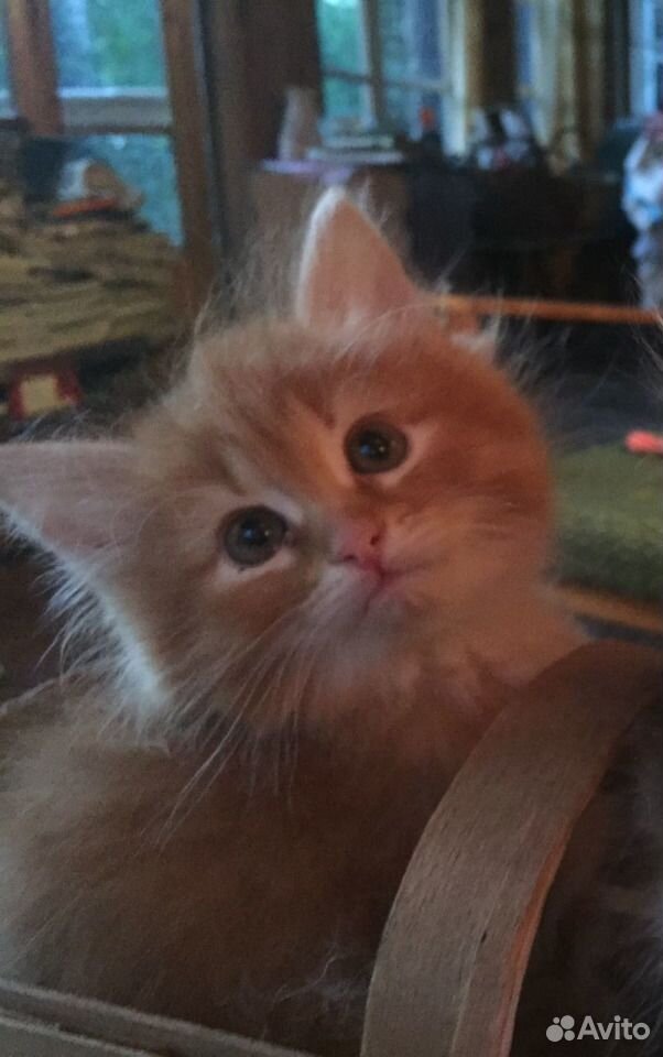 Сибирские котята