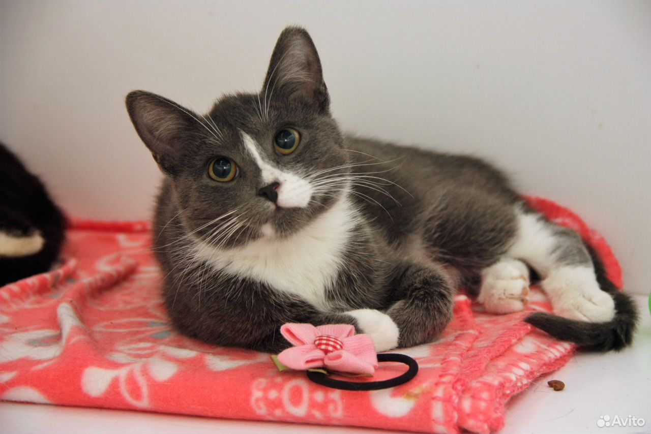 Очаровашка Грейси ищет дом