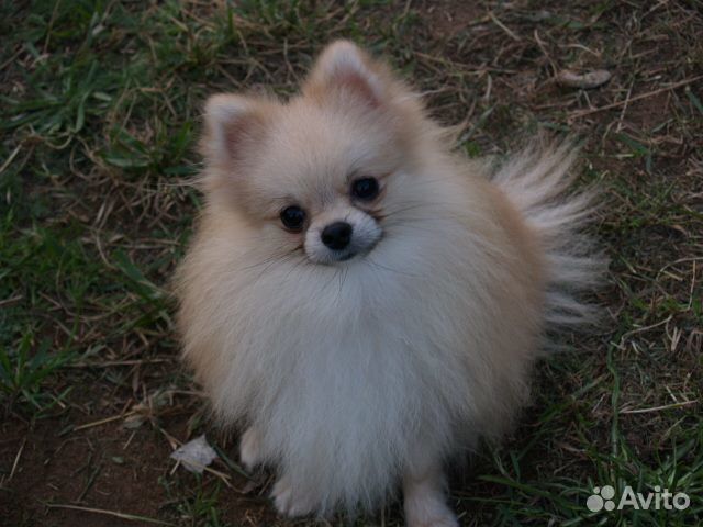 Крошка шпиц ждет своих хозяев