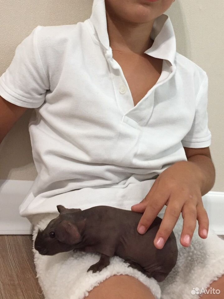 Свинка скинни