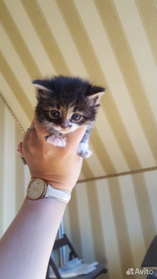 Усатый-полосатый котик в добрые руки