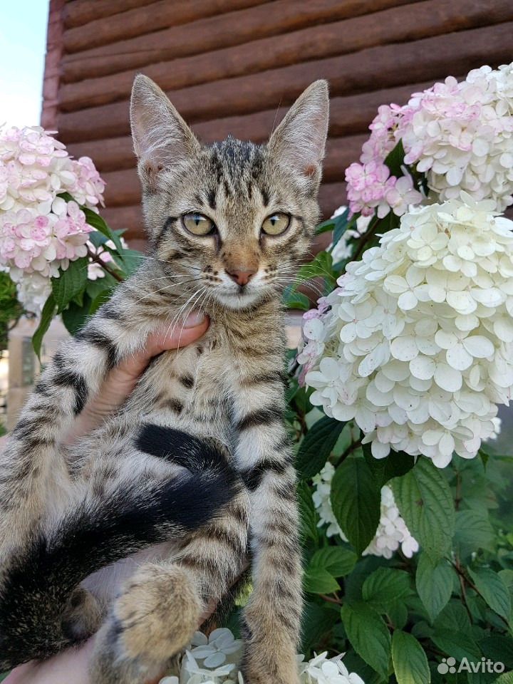 Котенок в добрые руки