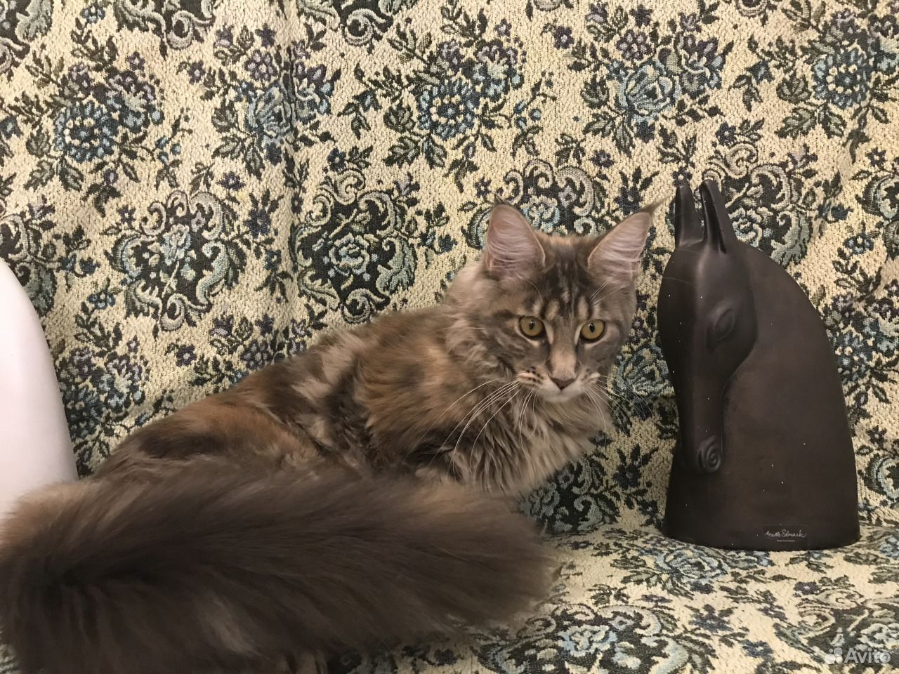 Продажа котят Мэйн Кун