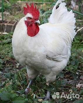 Петух Бресс Гальский