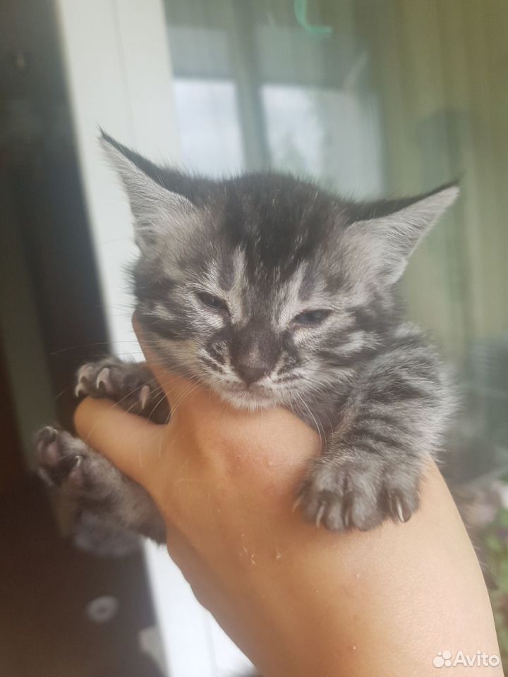 Бенгальская девочка серебро уголь