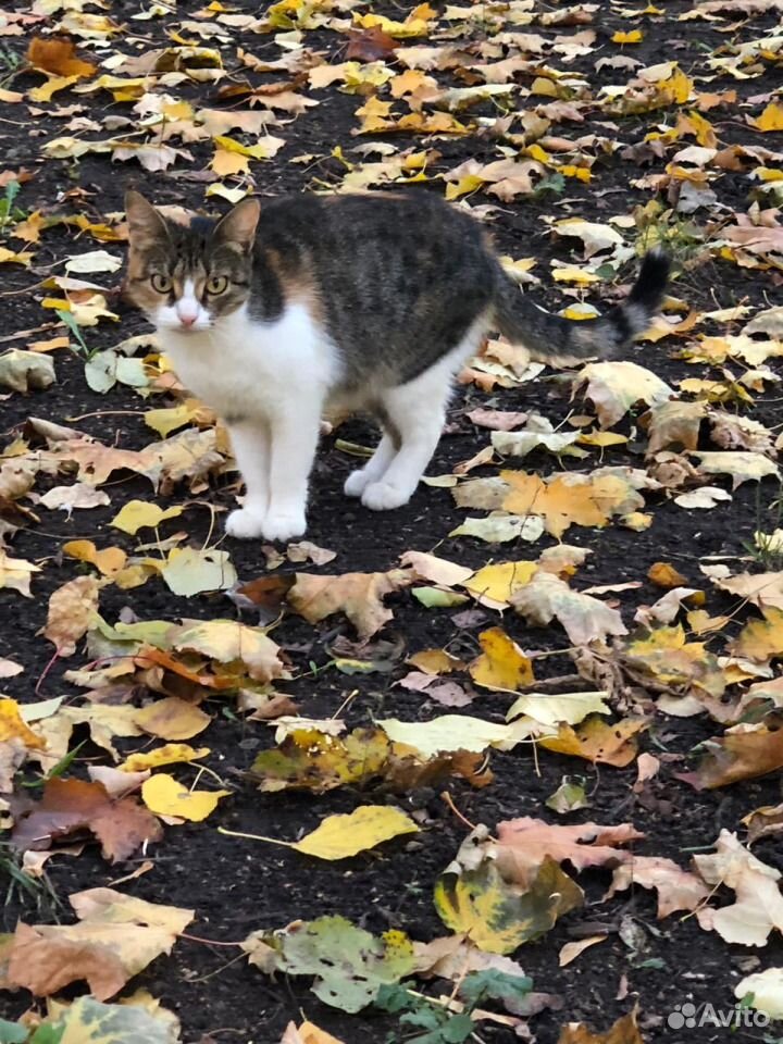 Трёхцветная Тося