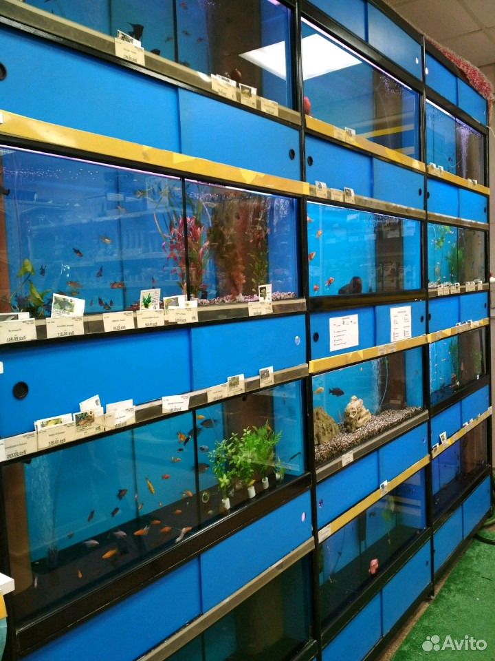 Аквариумные рыбки и растения