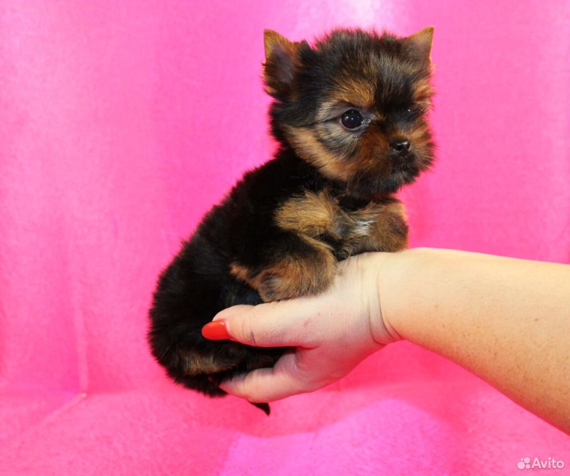 Йорочки Поцаны Мини и Мелкий Стандарт