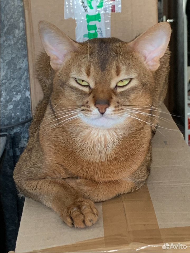 Вязка с абессинцем