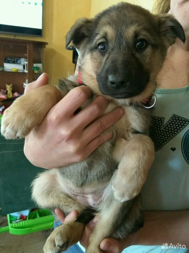 Щенки бутузы