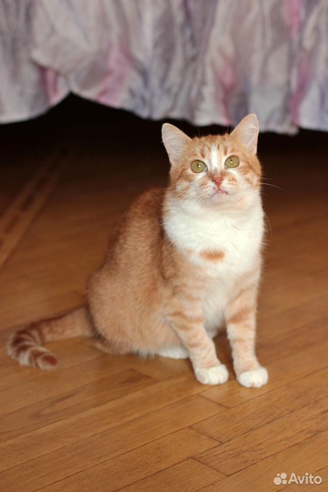 Добрая,ласковая,очень умненькая кошечка Калифорния