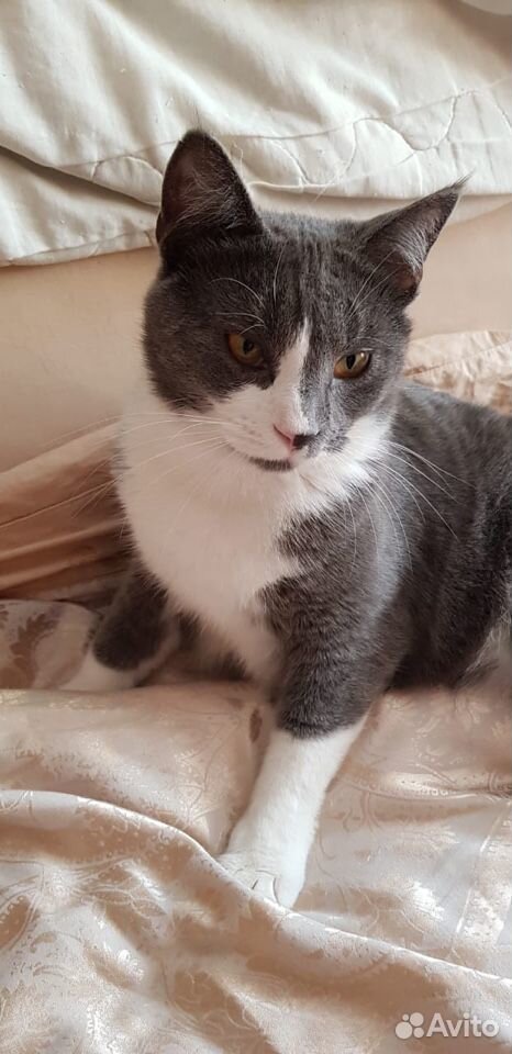 Марсель 9 мес в добрые руки