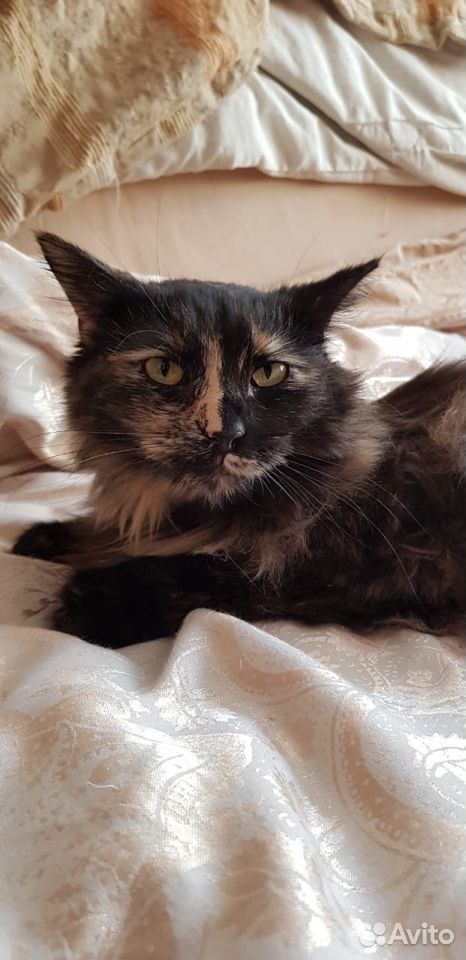 Трёхцветная кошка Черри 1,5 года в добрые руки