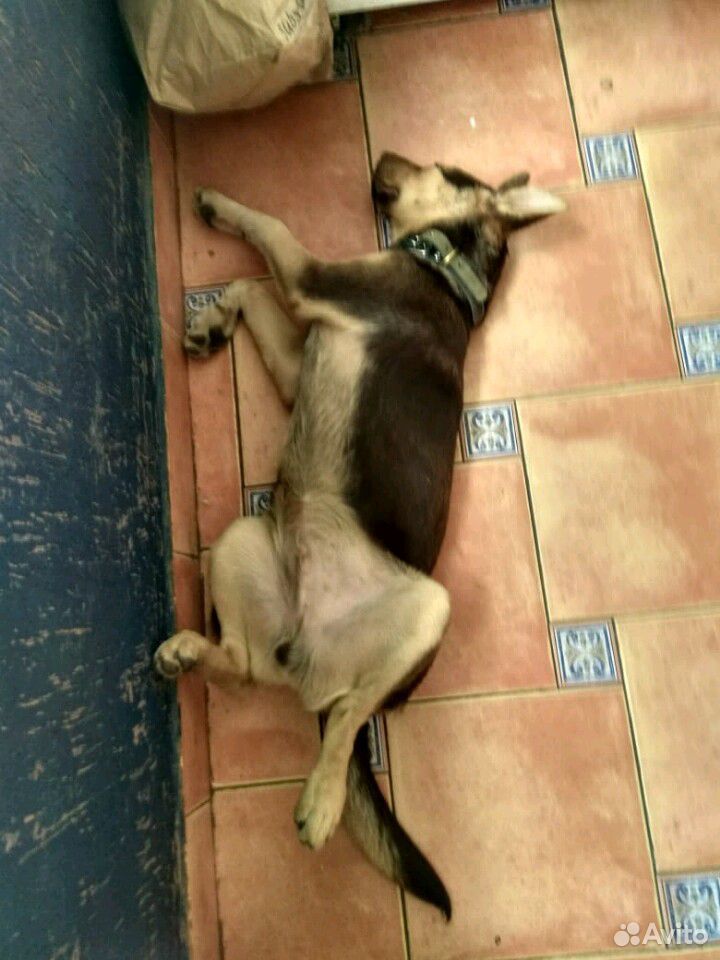 Кобелек помесь хаски и овчарки